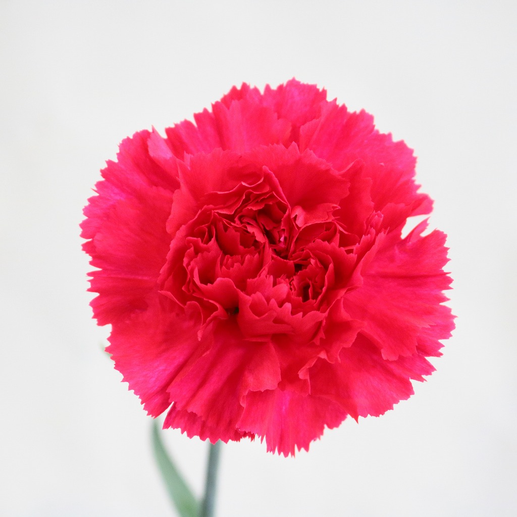 ピンクスター | STYLE